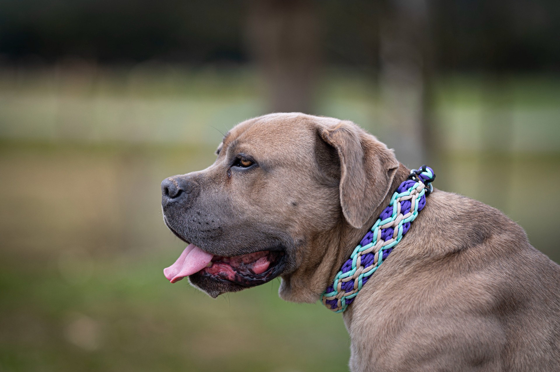 Výrobky pro psy :: lanna-provazovevybaveni